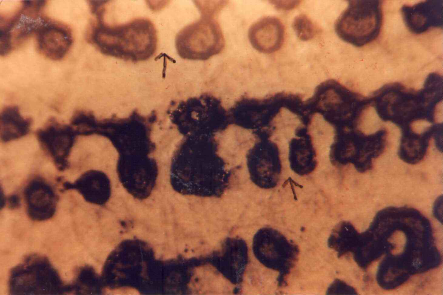 Paper 3: Poroscopy: A Method Of Personal Identification Revisited by ...