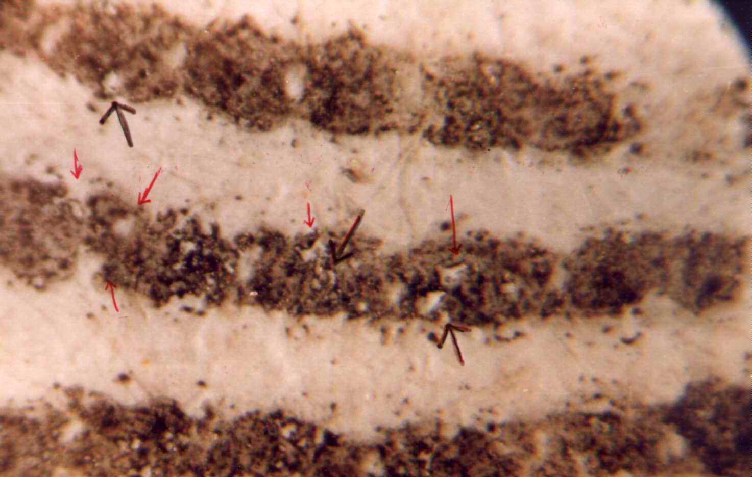 Paper 3: Poroscopy: A Method Of Personal Identification Revisited by ...