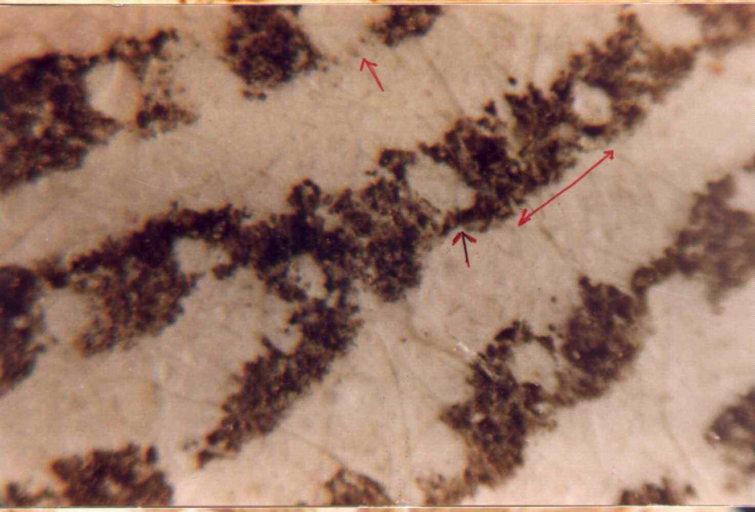 Paper 3: Poroscopy: A Method Of Personal Identification Revisited by ...