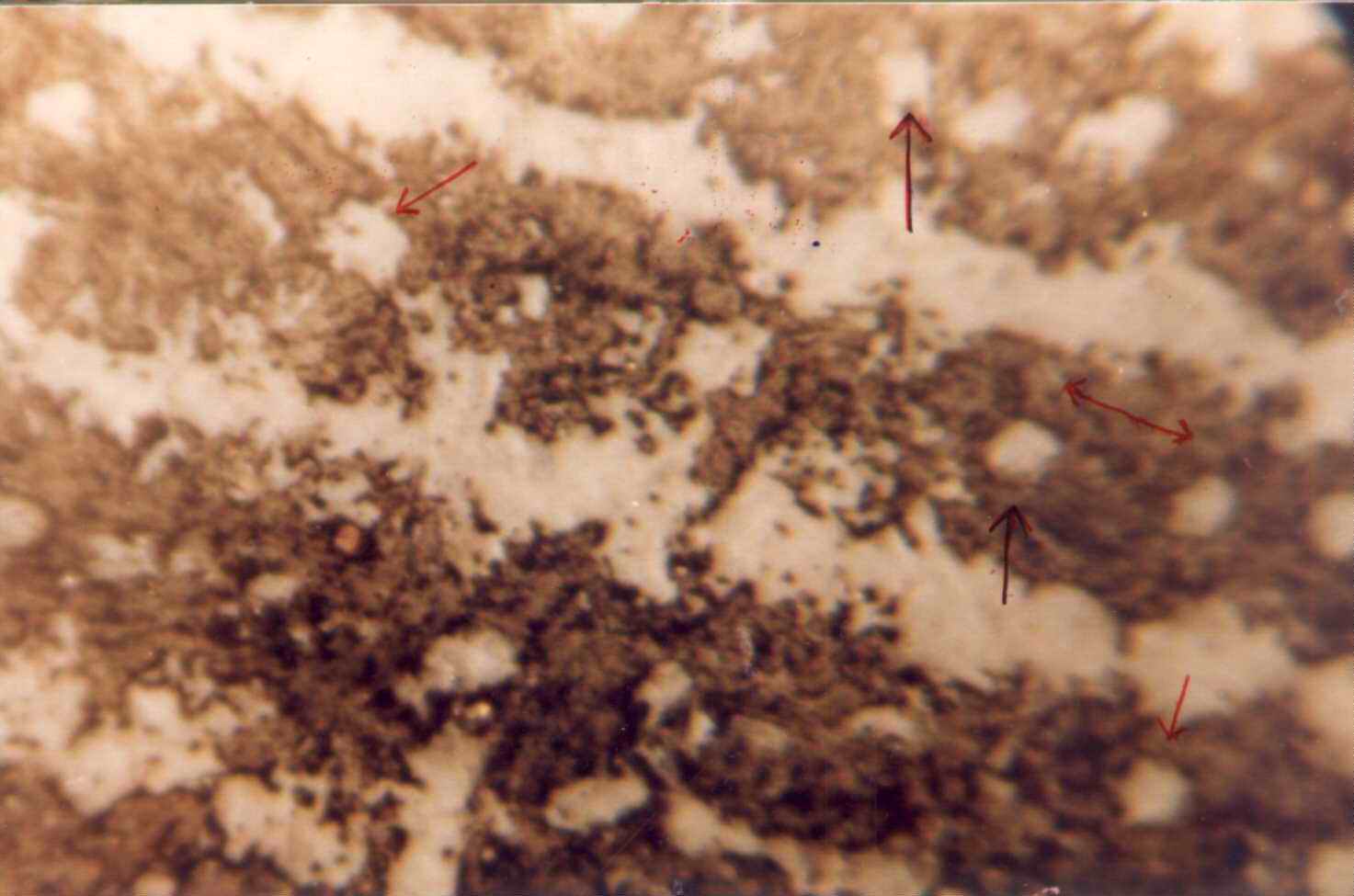 Paper 3: Poroscopy: A Method Of Personal Identification Revisited by ...